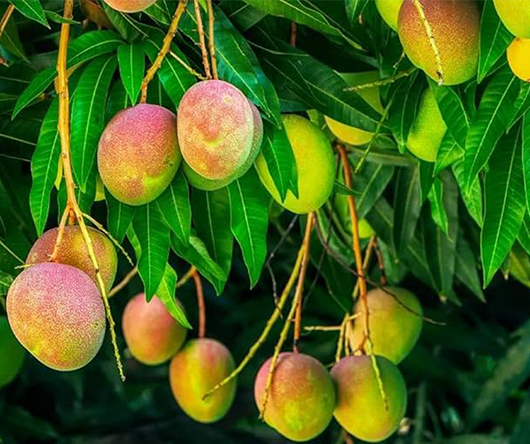 Home Agriculture - Parachichi Fresh Company Limited